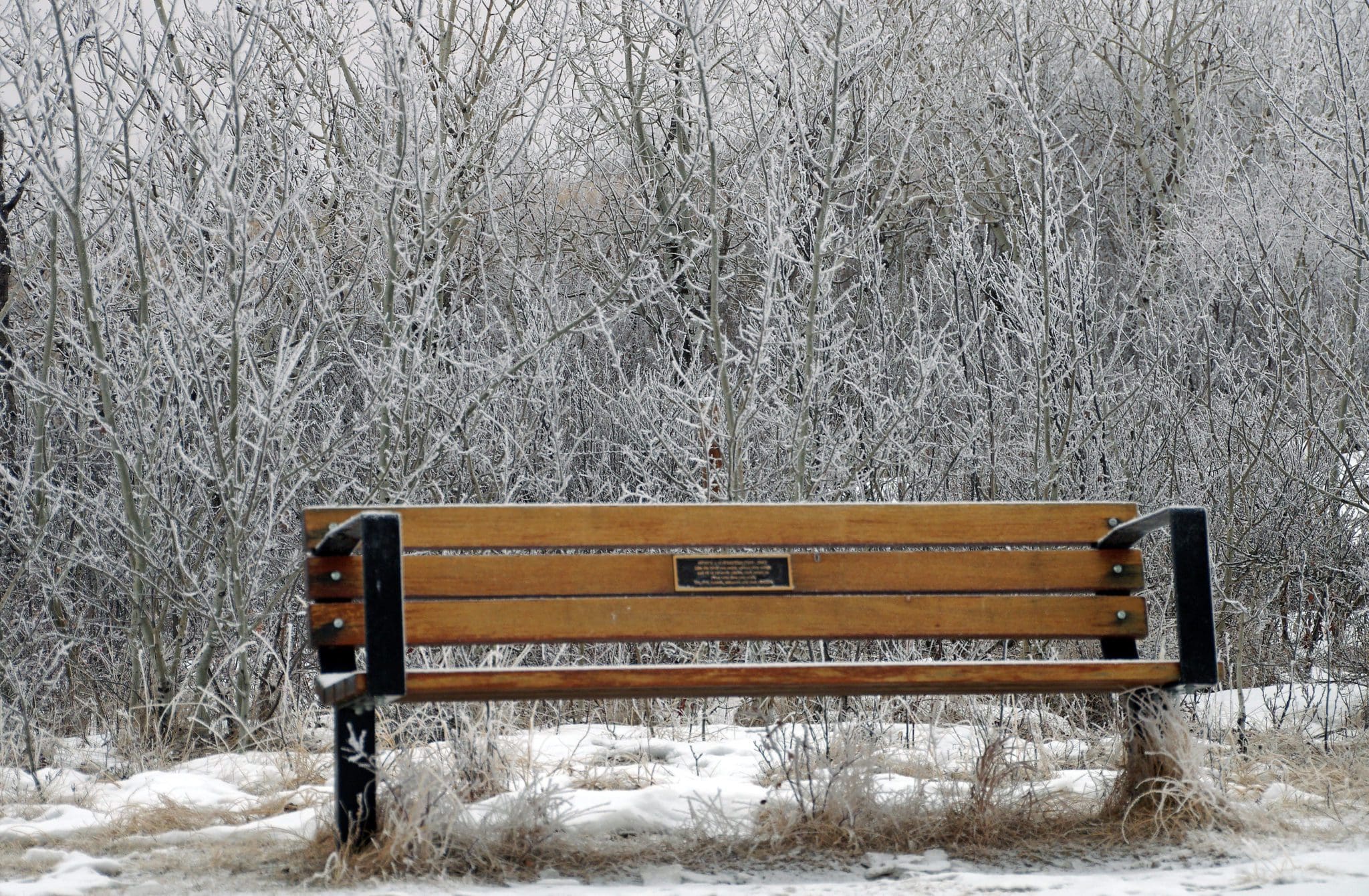 Bench & Rock Dedication Program | Glenbow Ranch Park Foundation