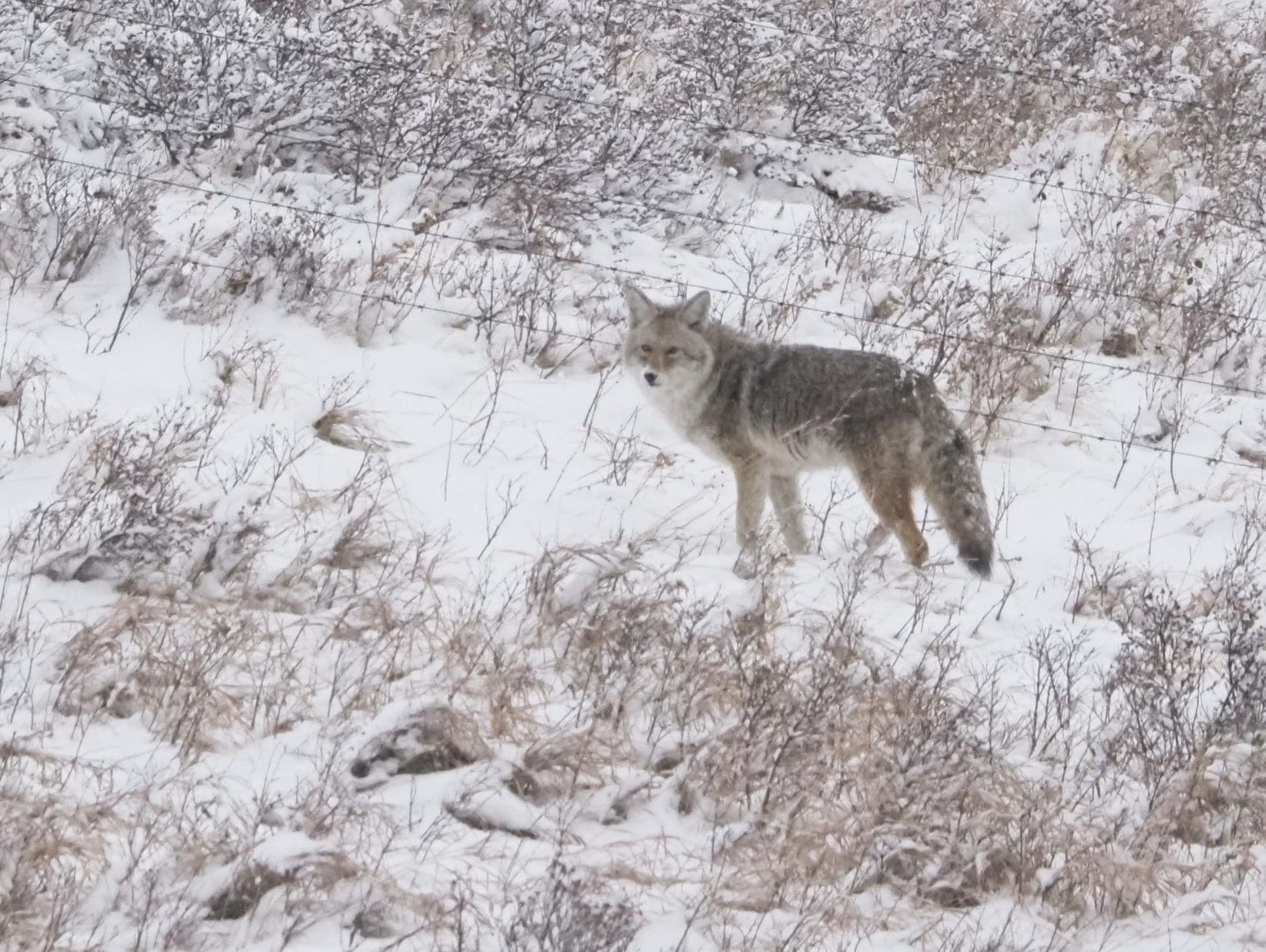 Winter Hours | Glenbow Ranch Park Foundation